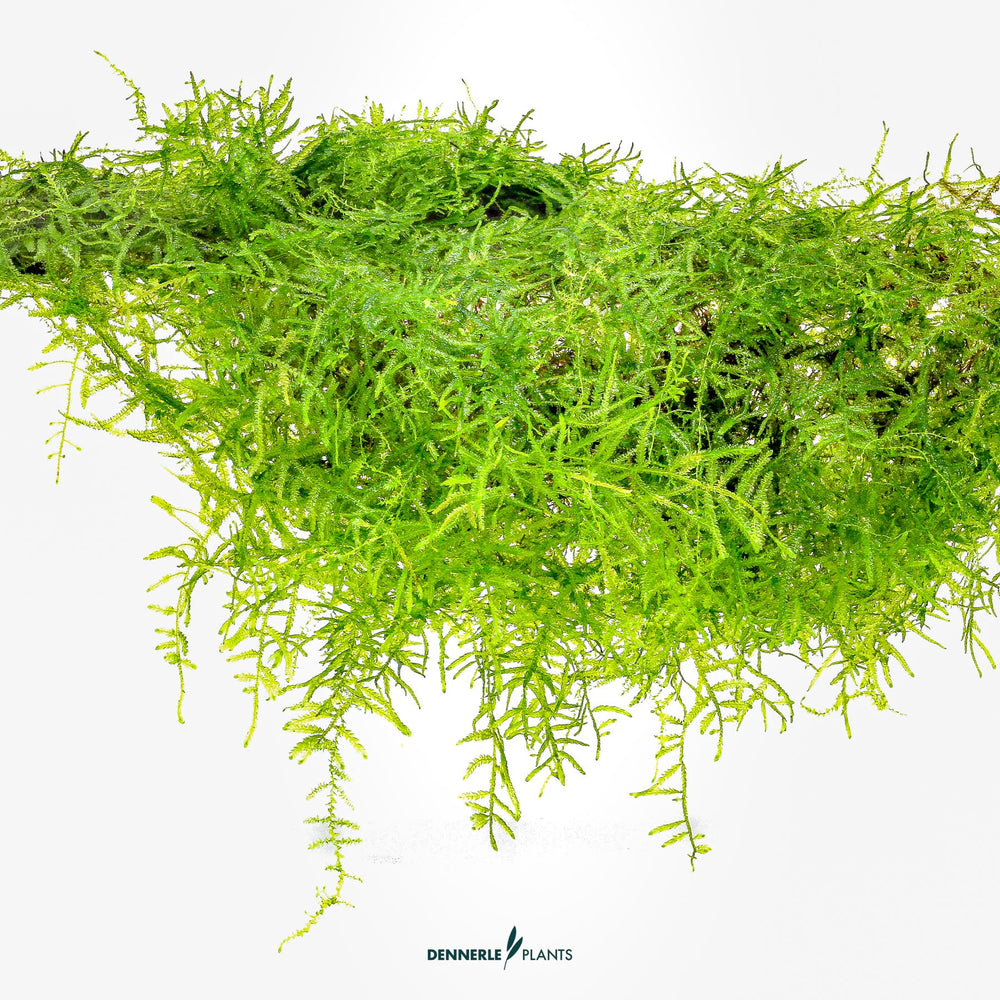 Taxiphyllum barbieri 'Bogor Moss' - Java moss | Easy Moss for Hardscape