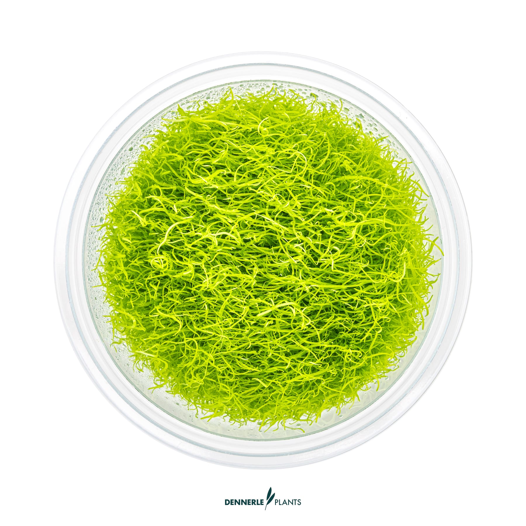 Utricularia graminifolia Carnivorous Carpet Plant | Fine-Leaved ...
