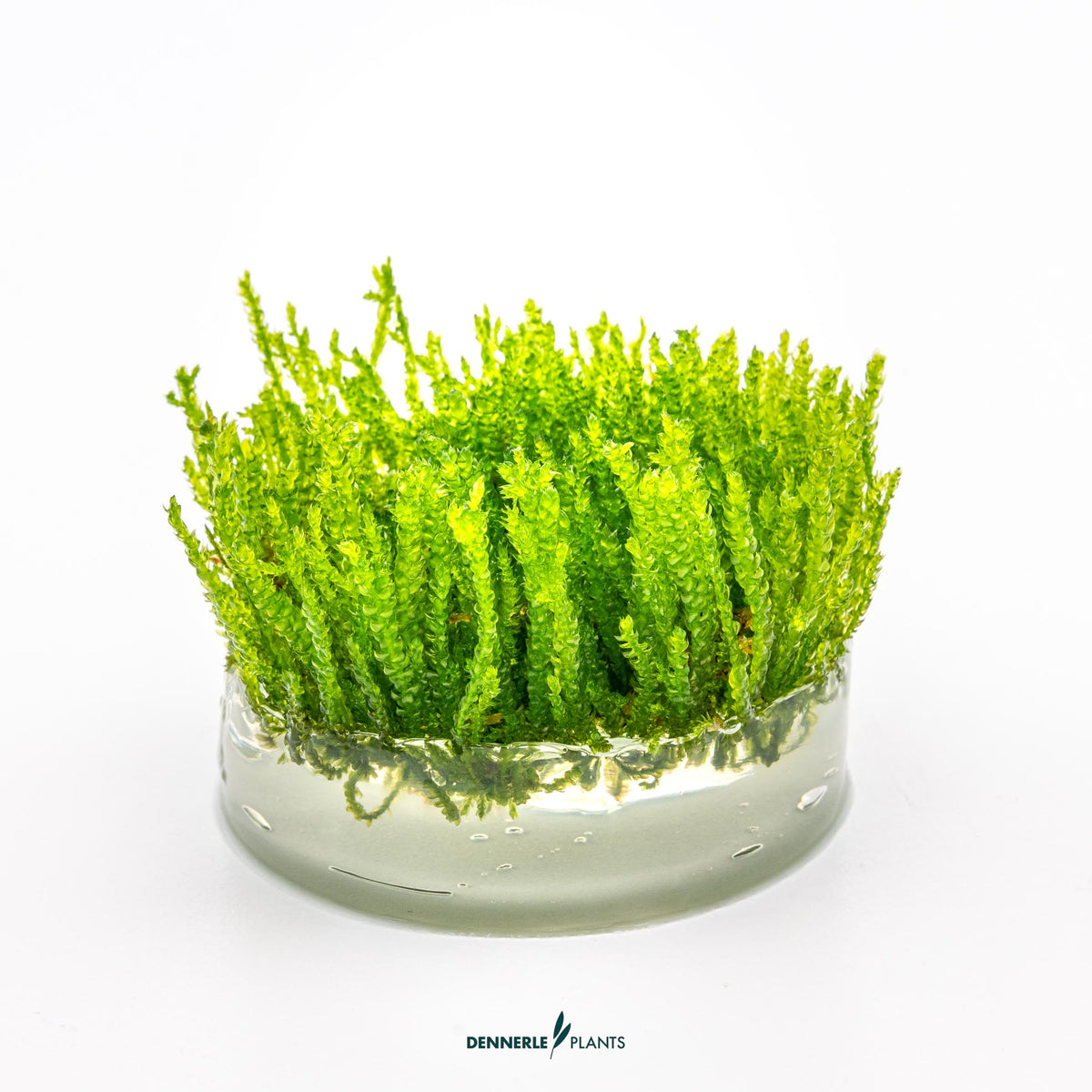 Weeping Moss – Vesicularia ferriei | Trailing Aquascaping Moss UK