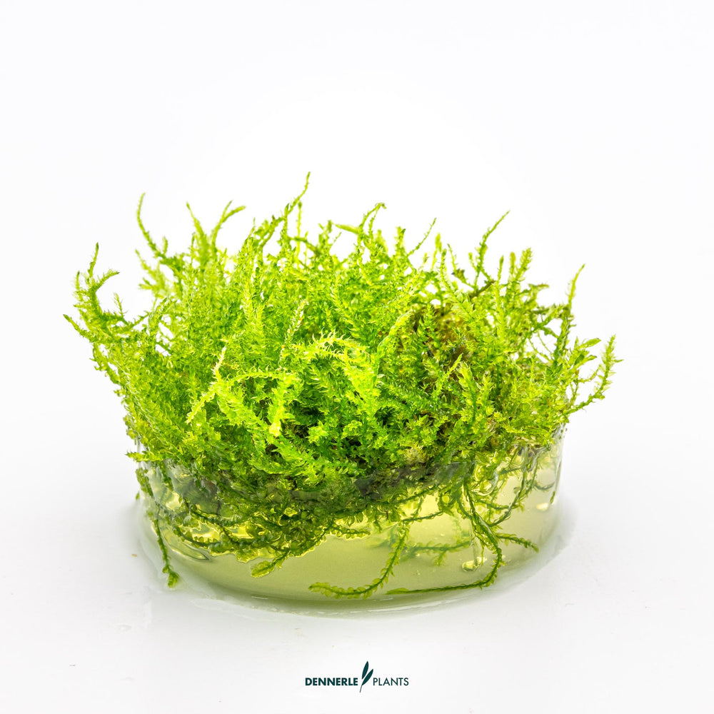 Vesicularia montagnei – Christmas Moss for Aquascaping | Easy Epiphytic ...